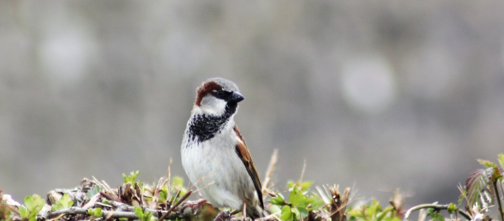 Exploring Nature's Splendor: Irish Garden Bird Survey | The Heritage ...